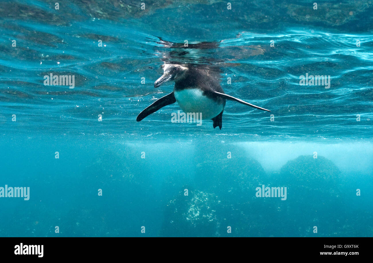 Penguin Catching Fish