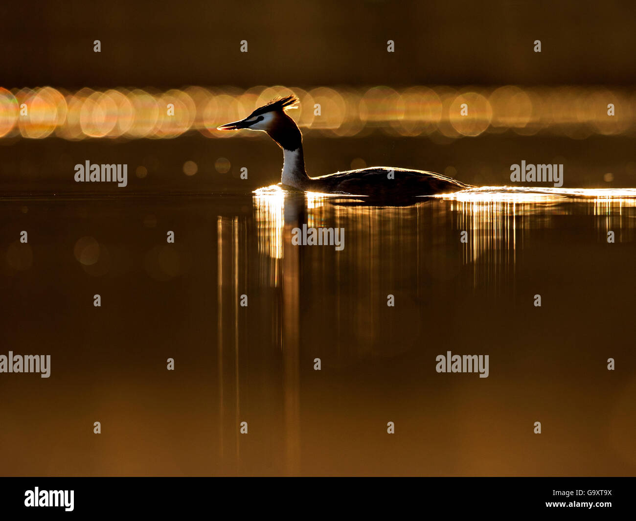 Gold crested bird hi-res stock photography and images - Alamy