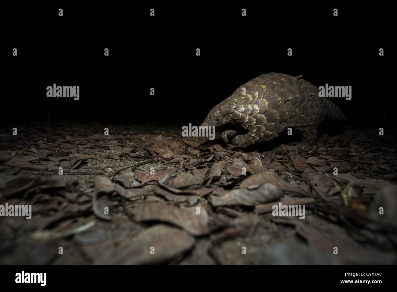 Cape pangolin (Smutsia temminckii) foraging at night. South Luangwa ...