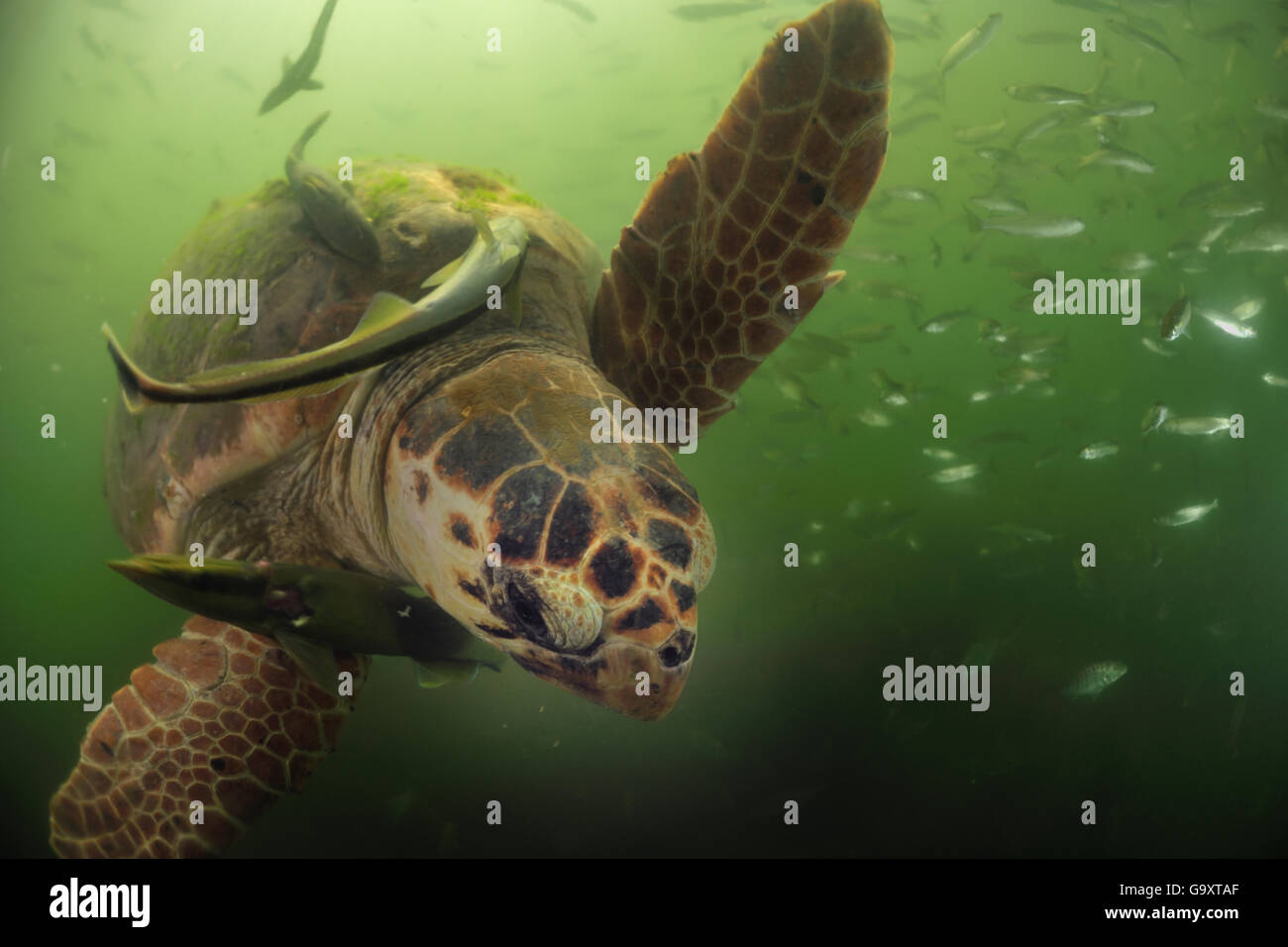 Loggerhead sea turtles (Caretta caretta) overgrown by algae with Remora ...