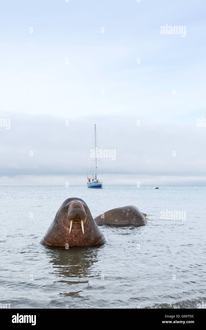 Walruses (Odobenus rosmarus) hauled out in shallow water, with boat in ...