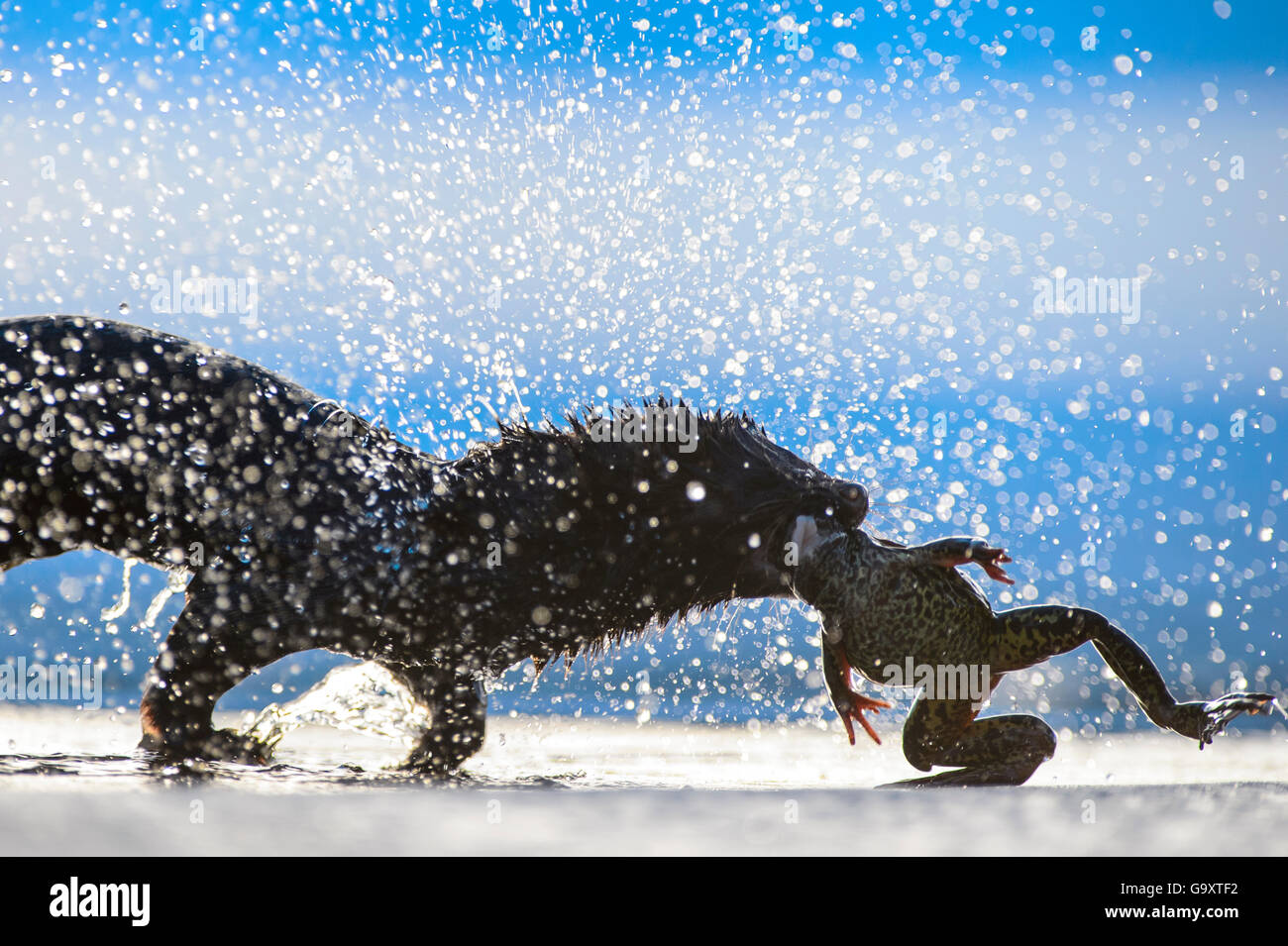 Mink prey hi-res stock photography and images - Alamy