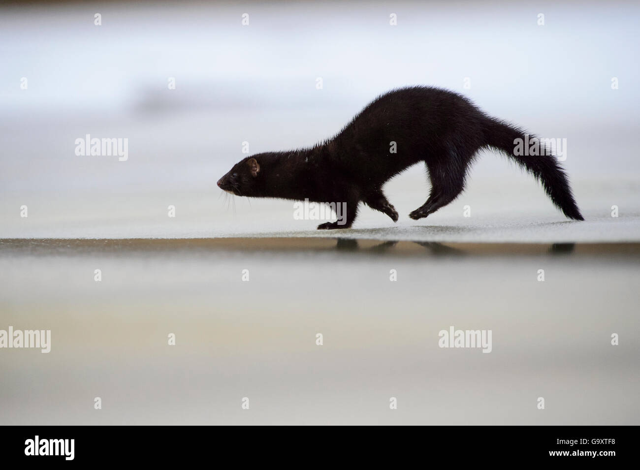 Mink profile view hi-res stock photography and images - Alamy