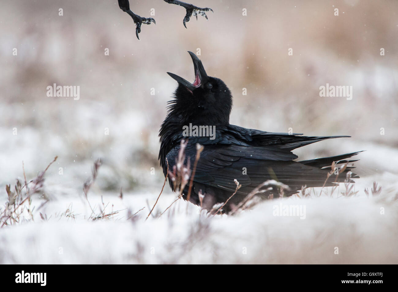 Raven feet hi-res stock photography and images - Alamy