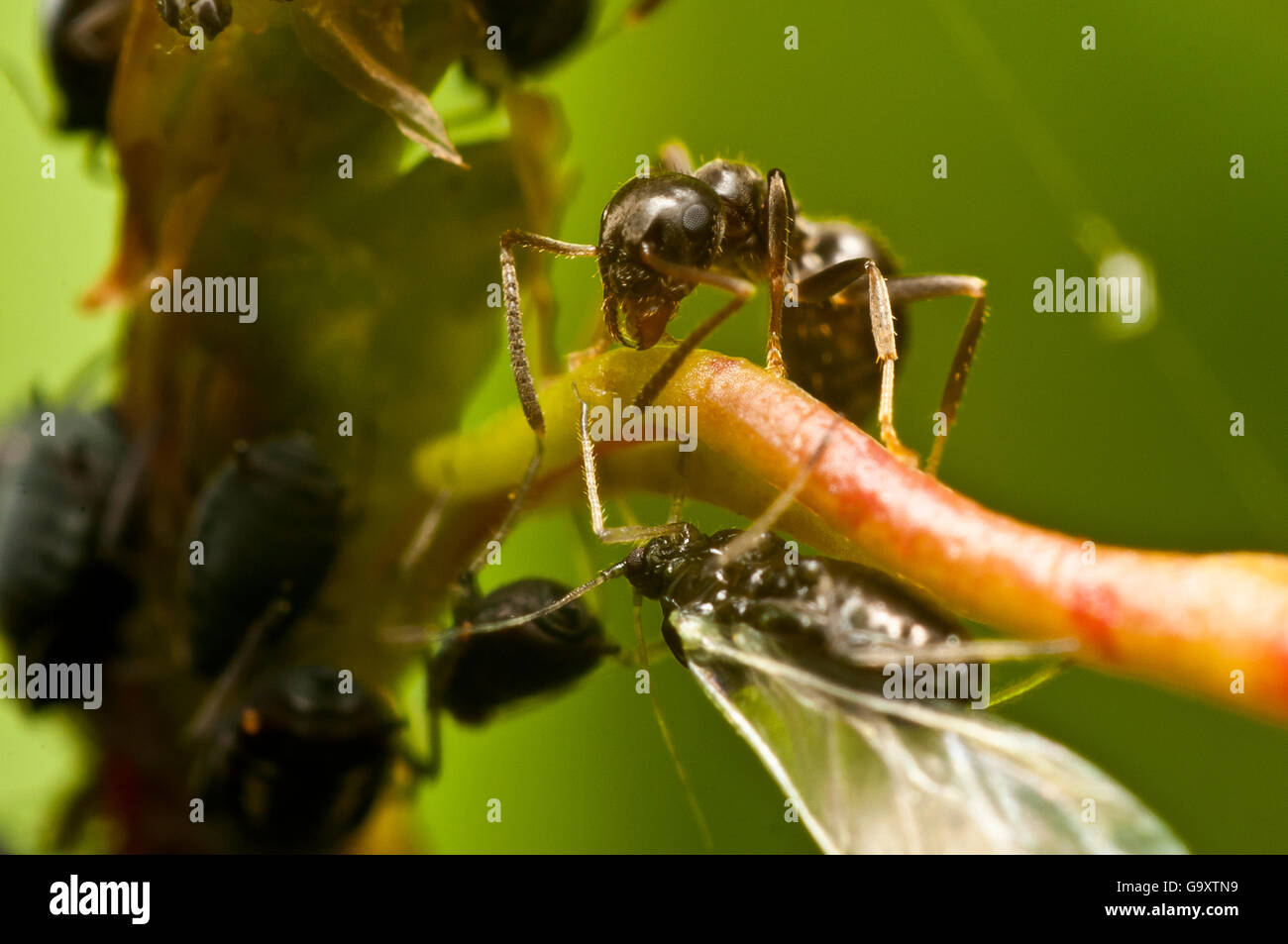 Black ant (Lasius niger) with aphids, Bristol, UK, June Stock Photo - Alamy