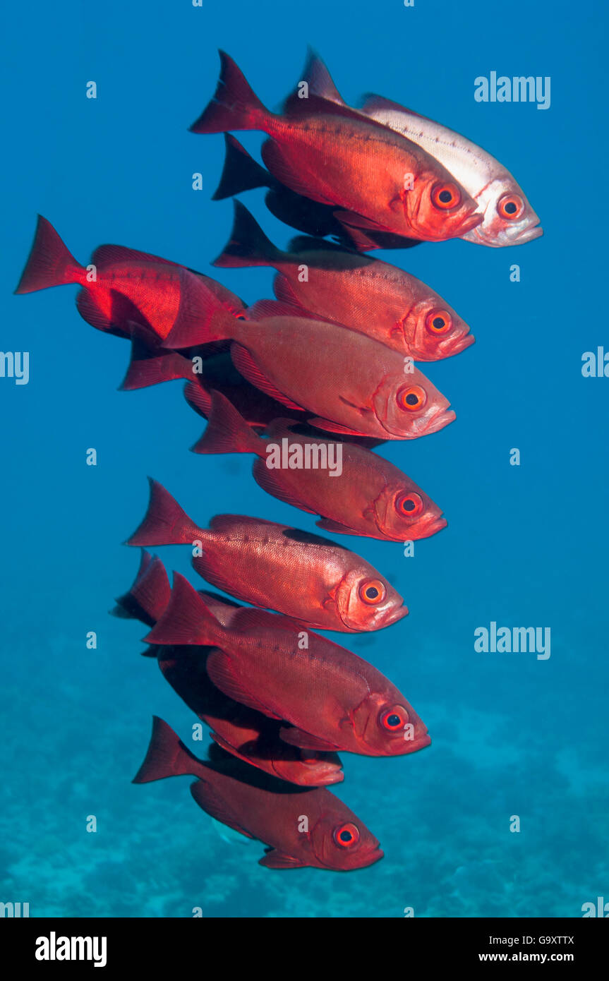 Hawaiian big eye fish hi-res stock photography and images - Alamy