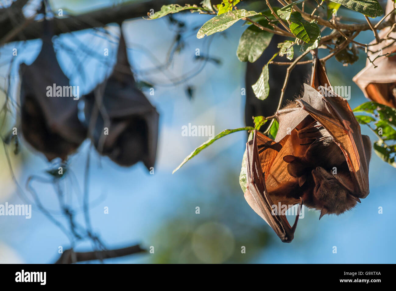 Little red flying fox (Pteropus scapulatus) roosting with baby ...