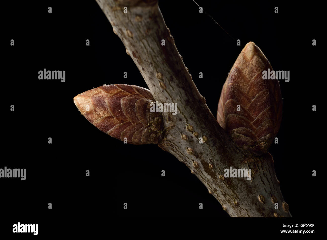 Buds of English oak tree (Quercus robur) Niedersechsische Elbtalaue ...