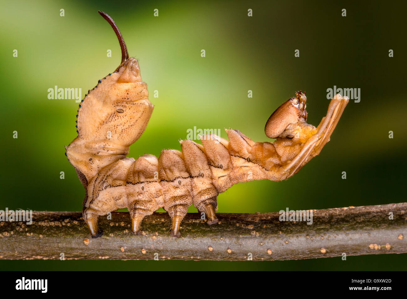 Lobster moth (Stauropus fagi) final instar larva in defensive posture ...