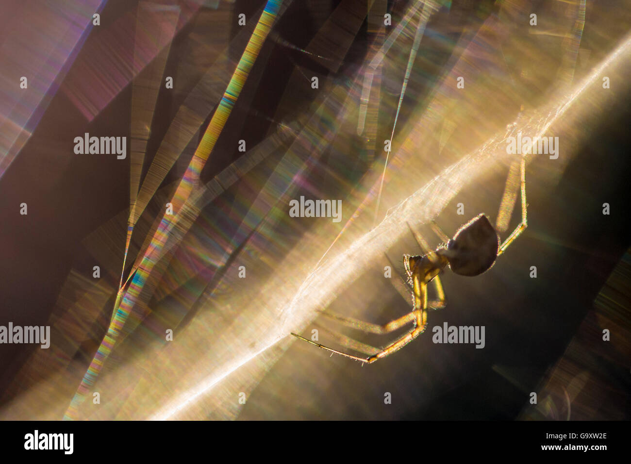 Sheetweb weaving spider (Linyphiidae) in web at sunset. The silk is ...