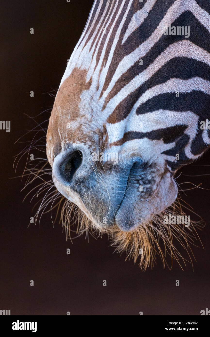 Zebra muzzle hi-res stock photography and images - Alamy