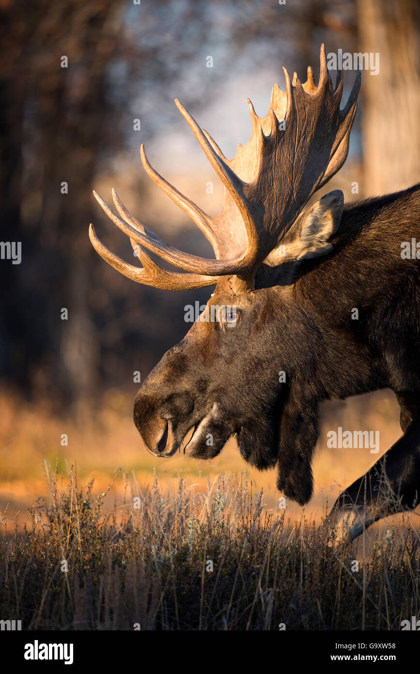 Shiras moose (Alces alces shirasi) bull in rut. Grand Teton National ...
