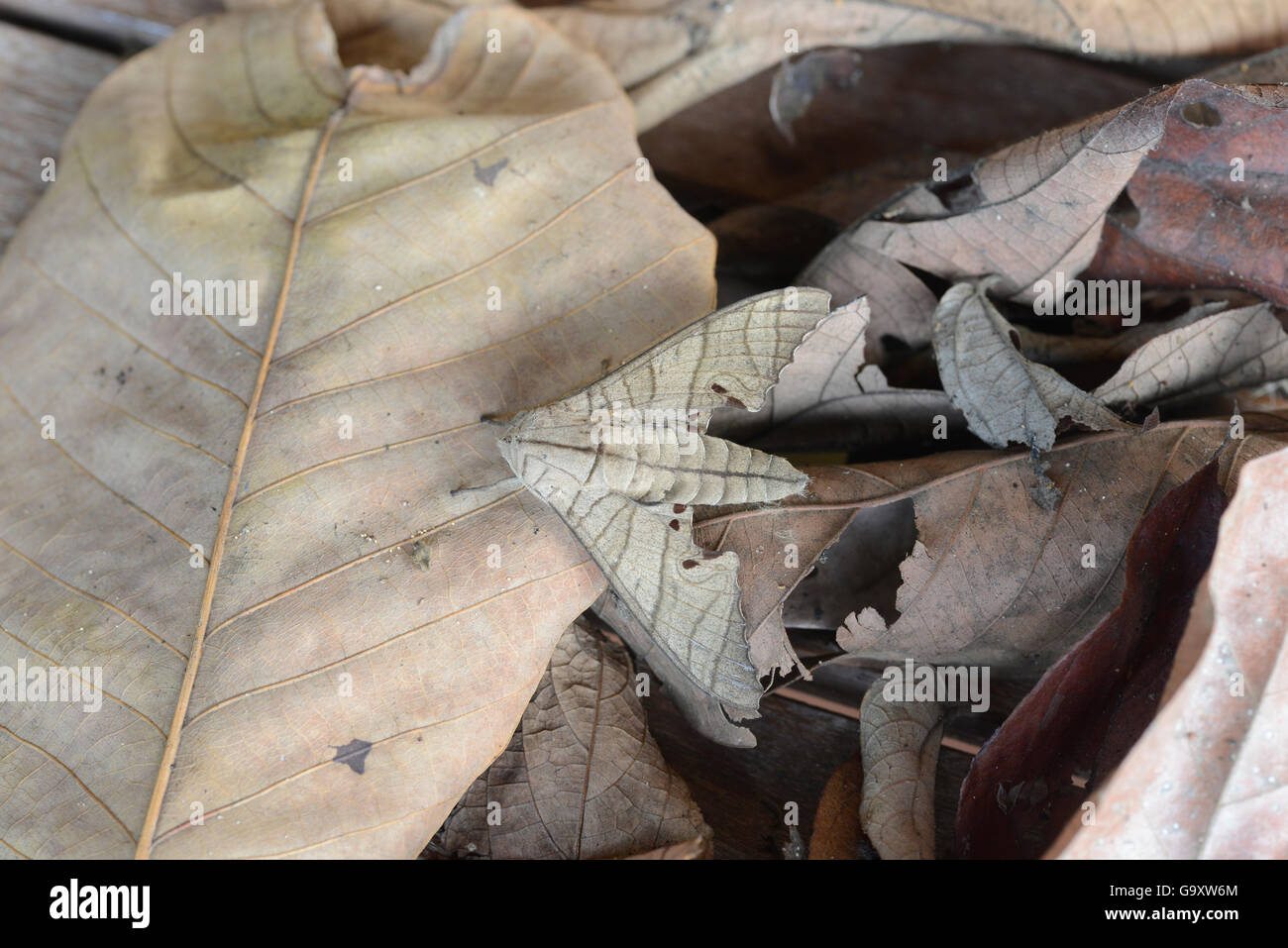 Hawk moth (Marumba juvencus) camouflaged on leaf litter, Sabah, Borneo ...