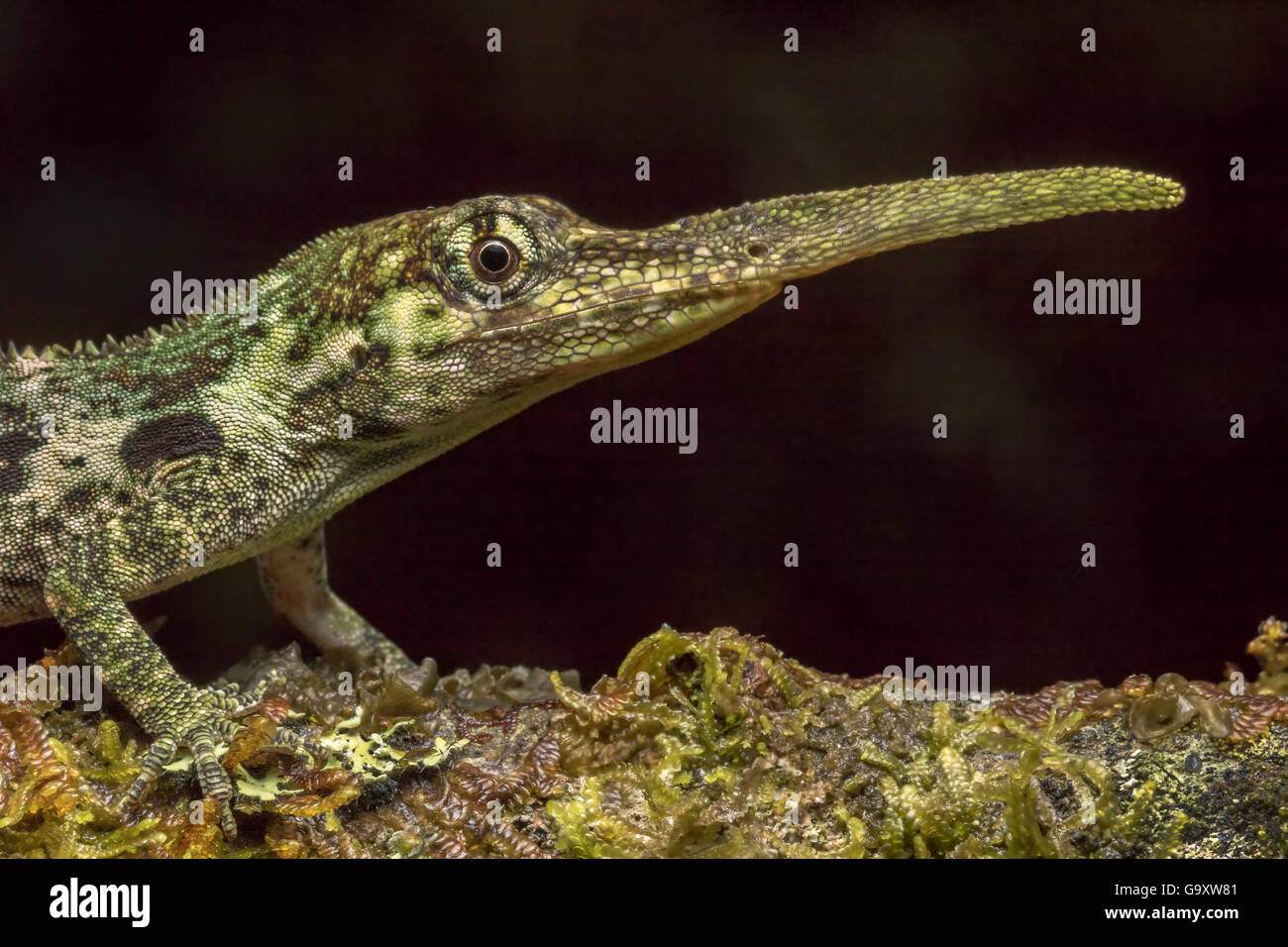 Pinocchio lizard (Anolis proboscis) male, Mindo, Ecuador. Controlled ...
