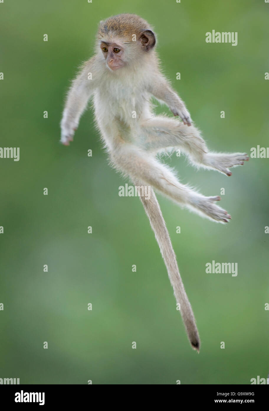 Vervet Monkey (Chlorocebus pygerythrus) baby jumping between branches, photographed mid air ...