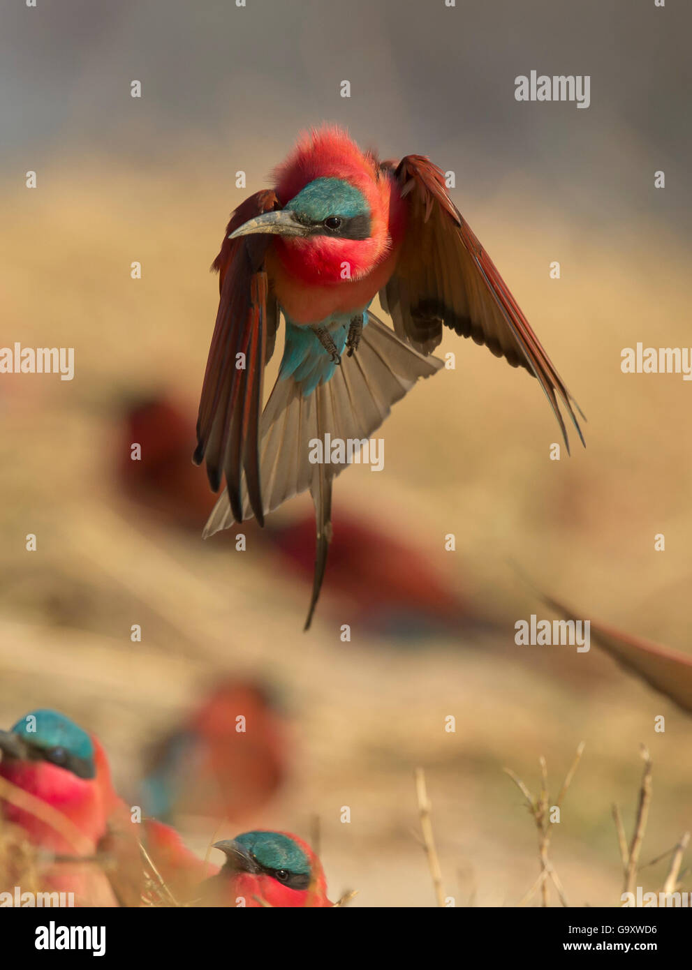 Southern Carmine Bee-Eater (Merops nubicoides) taking off, Zambezi ...