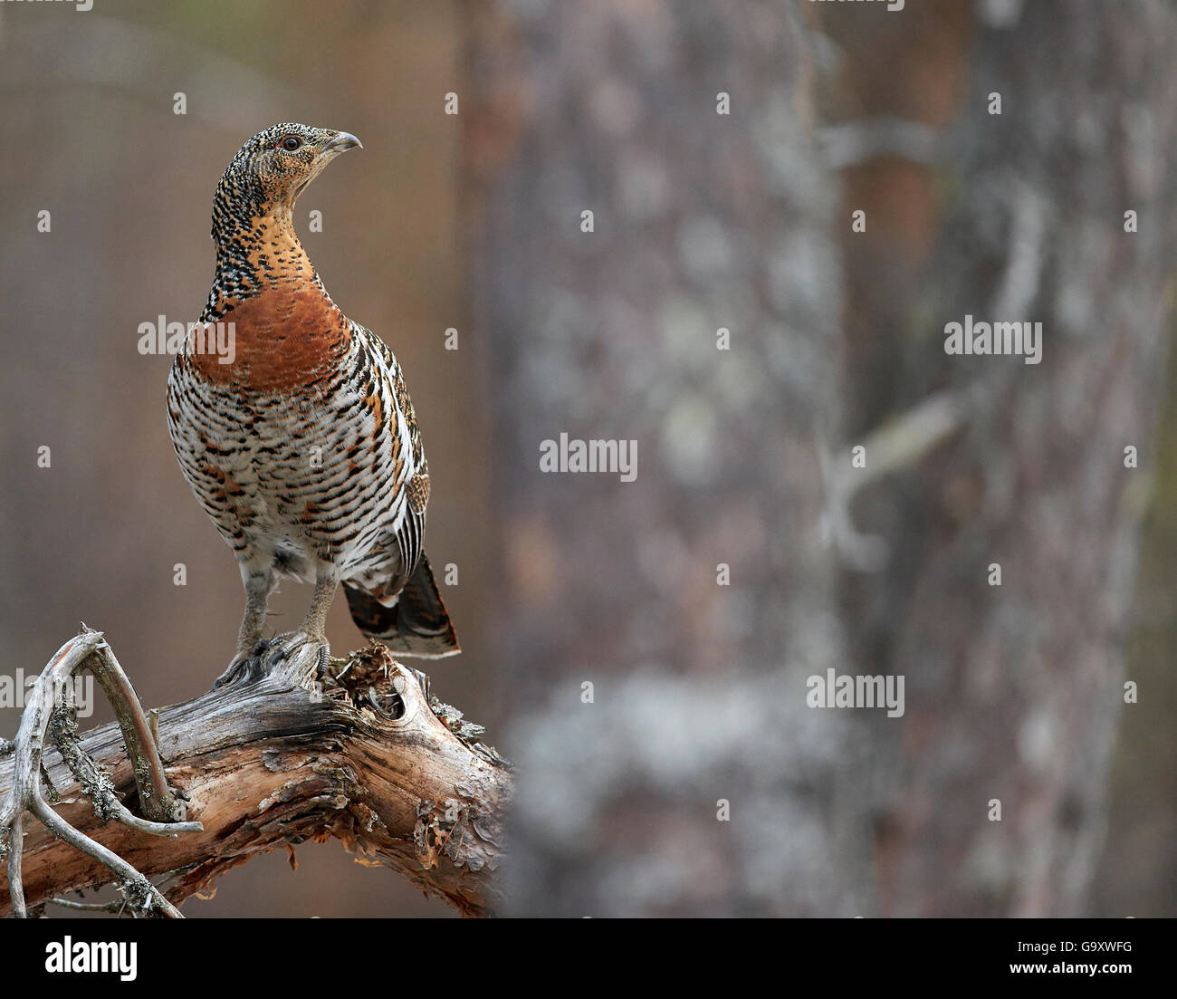 Female Capercaillie (Tetrao urogallus) on branch, Vaala, Finland, May ...
