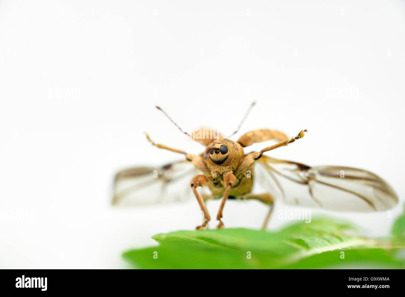 Acorn weevil (Curculio glandium) taking off from Oak tree (Quercus ...