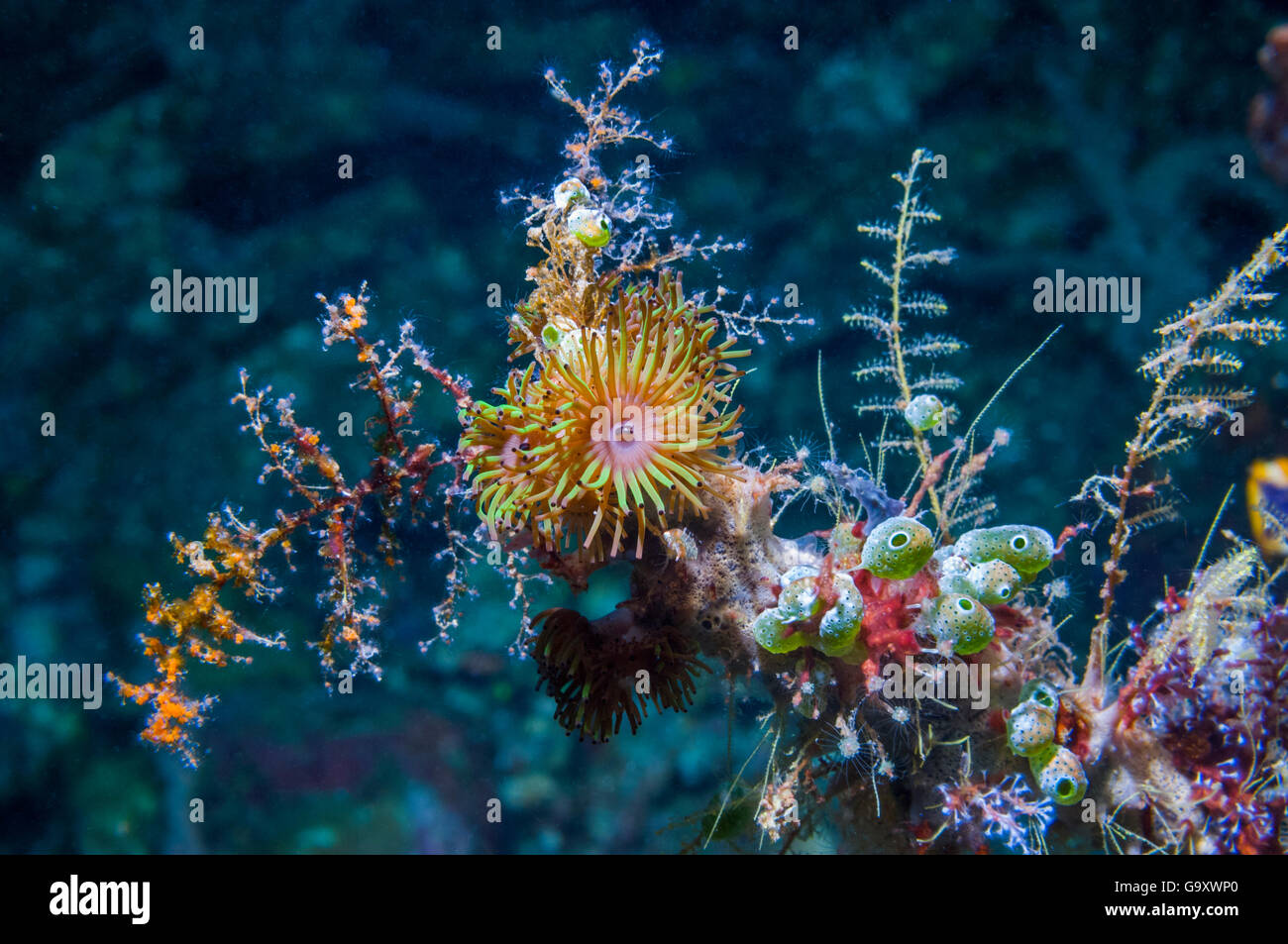 Colonial anemone (Amphianthus nitidus) and Green urn sea squirt ...