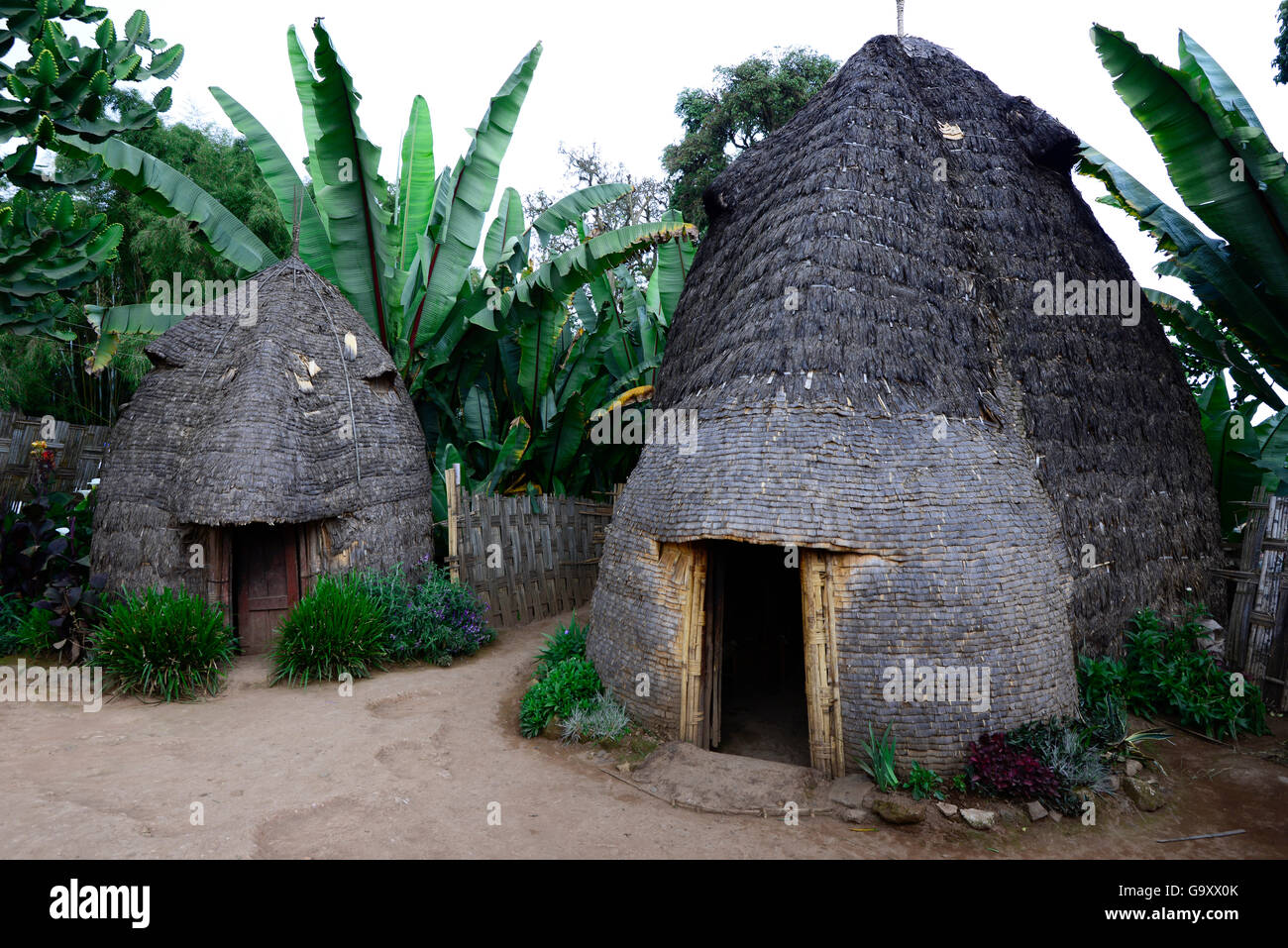 Huts in Dorze village, Guge mountains, Lake Chamo, Dorze huts resemble ...