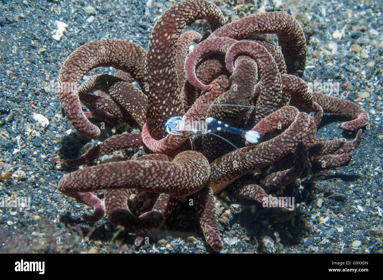 Armed anemone (Dofleinia armata) with a Magnificent shrimp (Ancylomenes ...