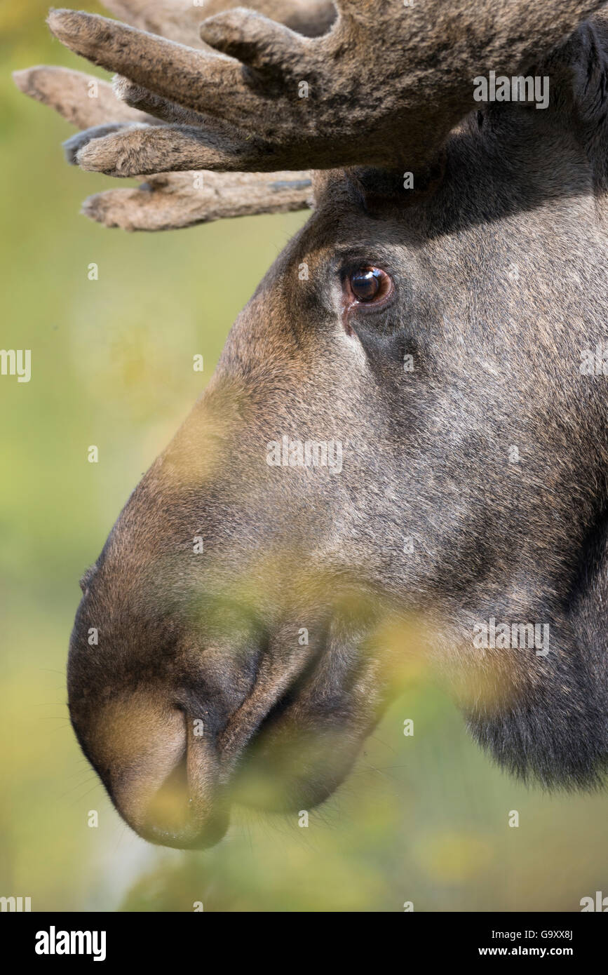 Close up moose nose hi-res stock photography and images - Alamy