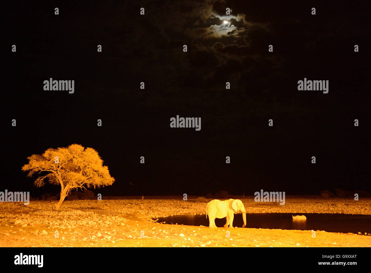 Rhino moon hi-res stock photography and images - Alamy