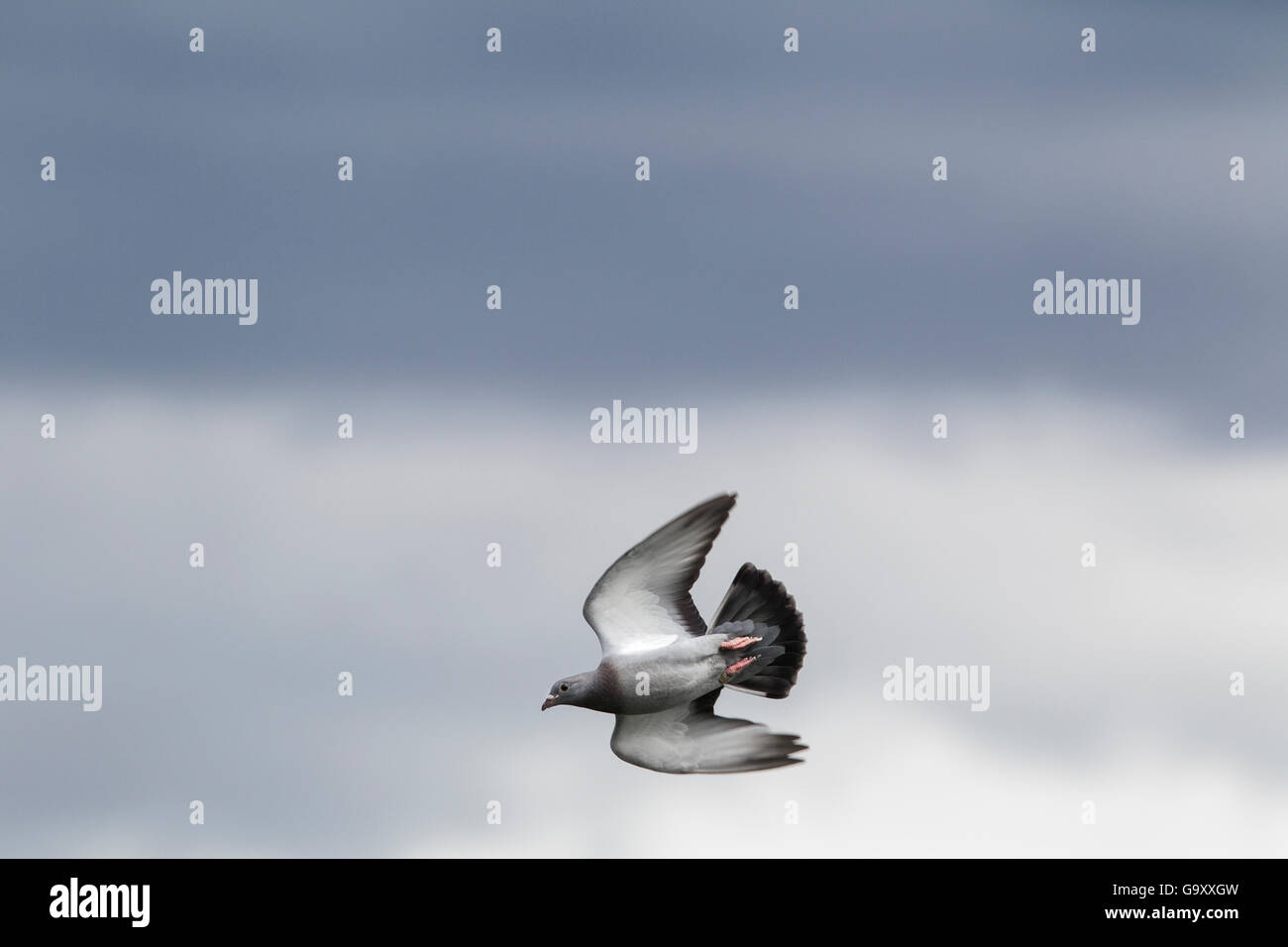 Racing pigeon uk hi-res stock photography and images - Alamy