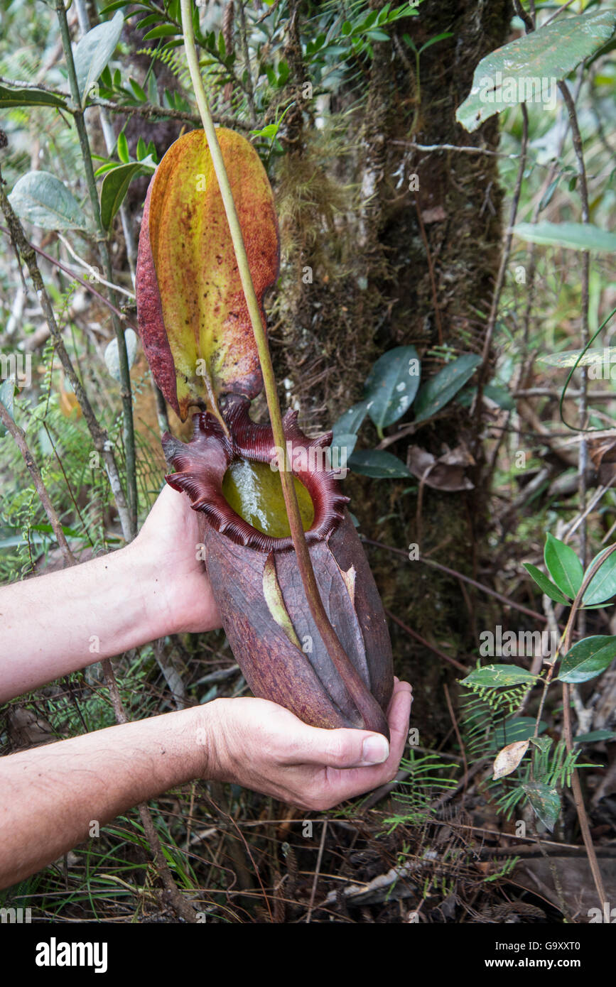 Nepenthes Rajah Seedling