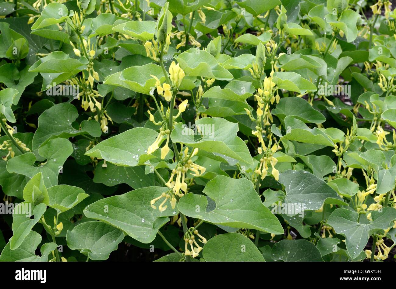 Aristolochia sempervirens birthwort evergreen woody climber Stock Photo ...