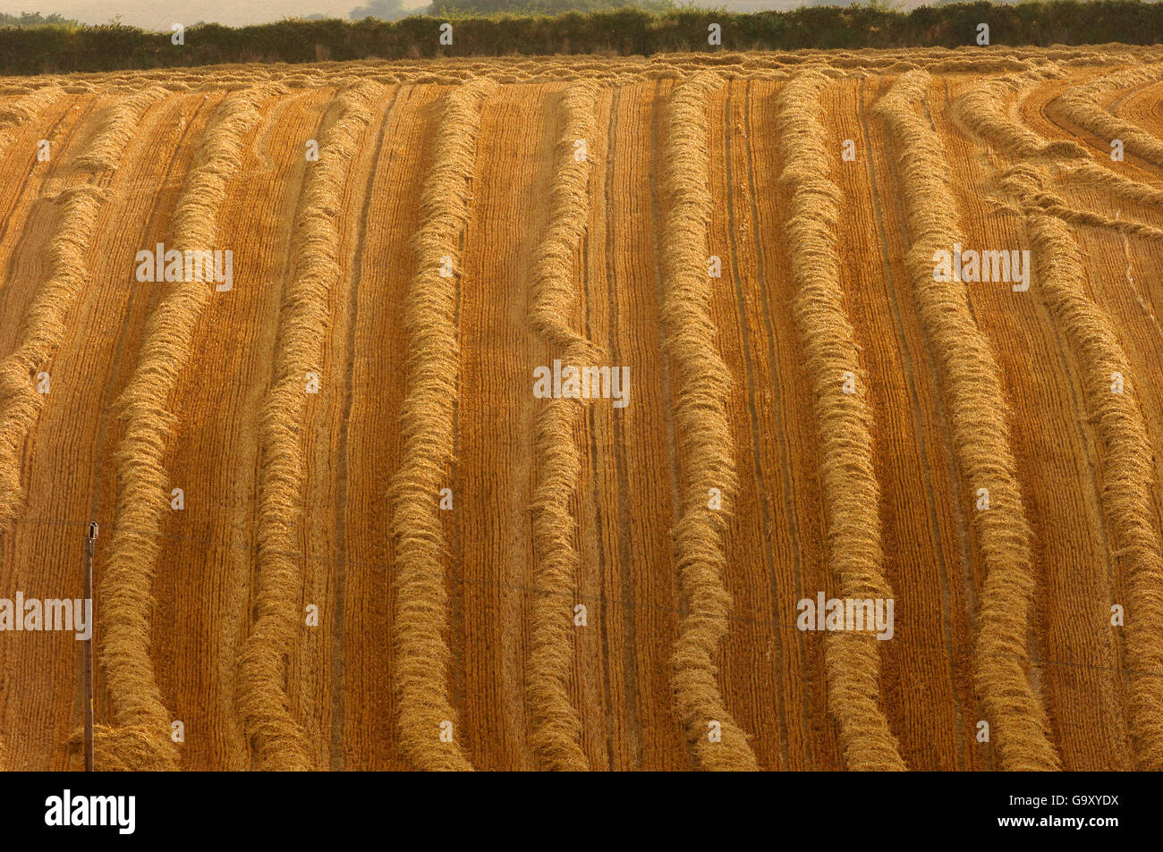 Field of rows of hay Stock Photo - Alamy