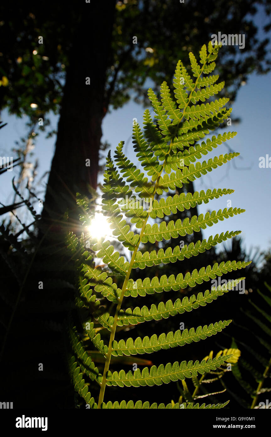 Ferns backlit by sunlight Stock Photo - Alamy
