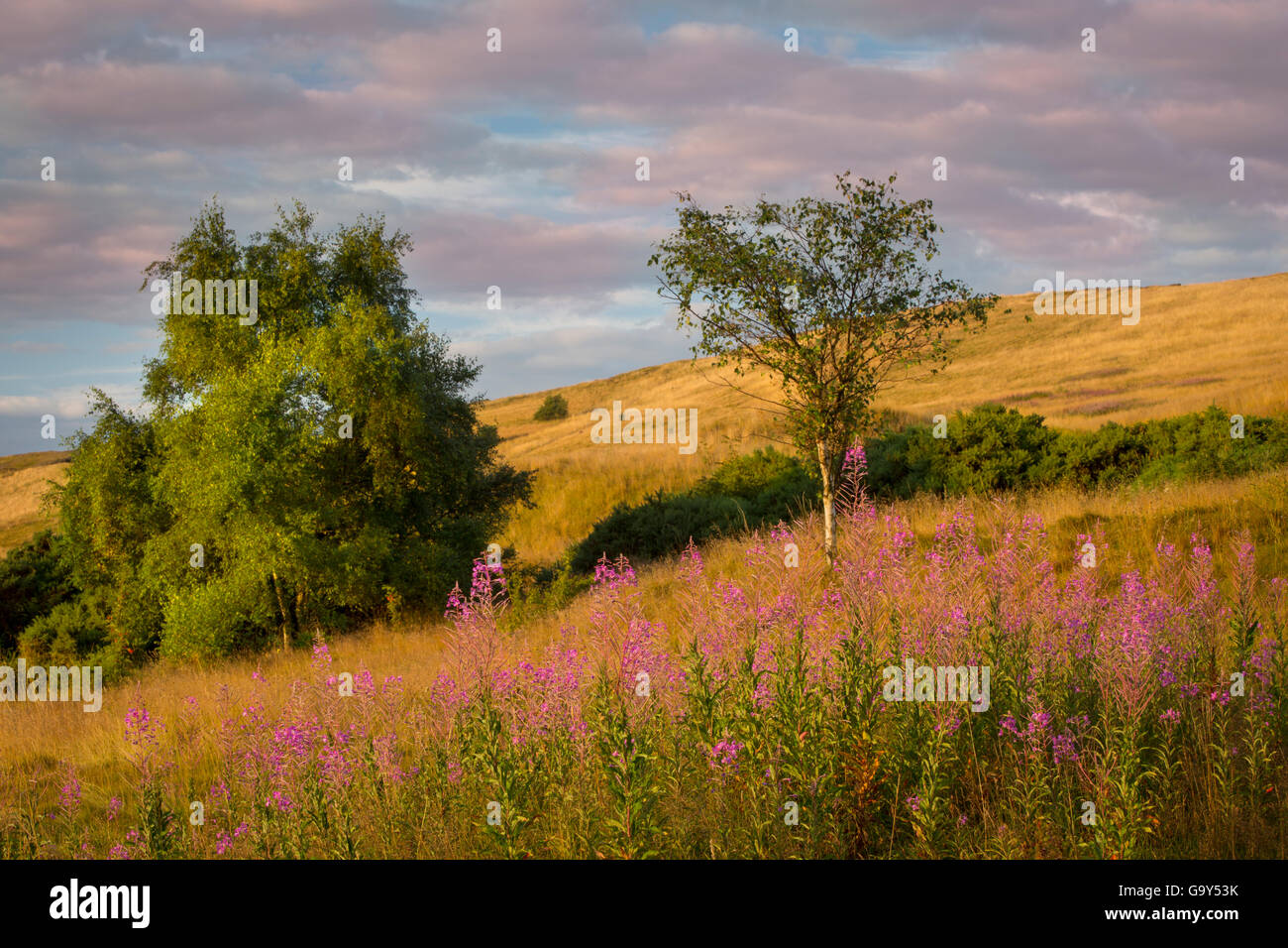 Scottish hillside hi-res stock photography and images - Alamy