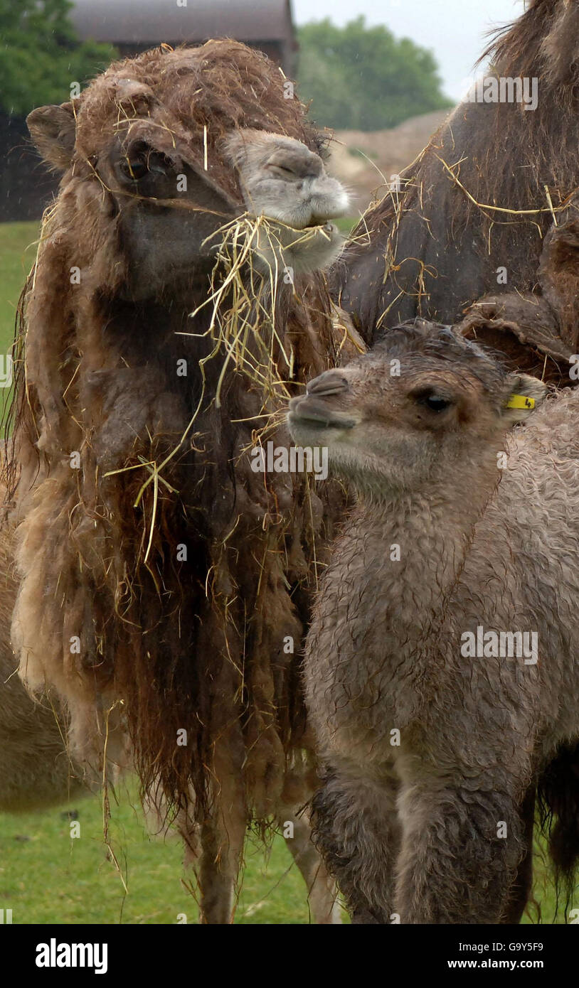 A one-month-old Bactrian camel eats with its mother in the 'Asia drive ...