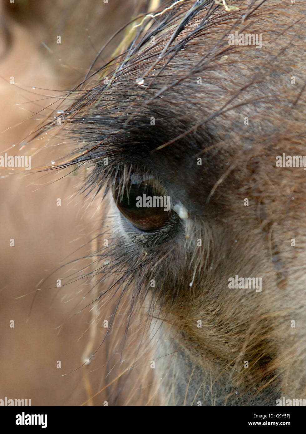 Detailed view of an eye of a Bactrian camel in the 'Asia drive-through ...
