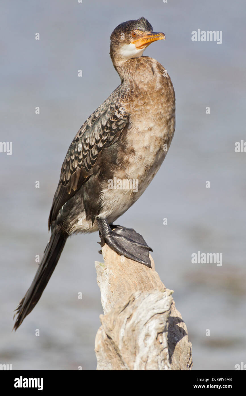 Cape cormorant (Phalacrocorax capensis), Wilderness National Park ...