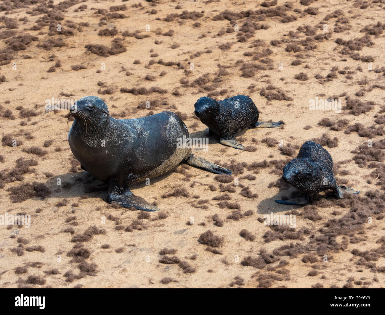 Otariidae family hi-res stock photography and images - Alamy