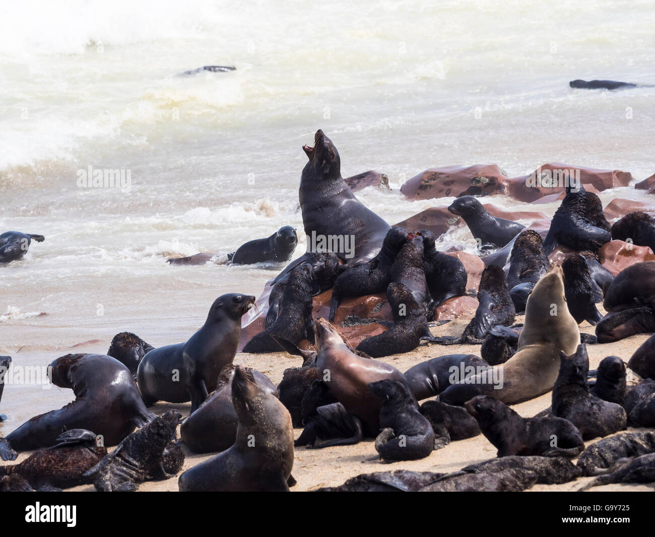 South African fur seals (Arctocephalus pusillus), eared seals ...