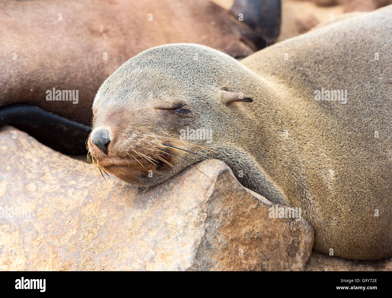 Soth african hi-res stock photography and images - Alamy