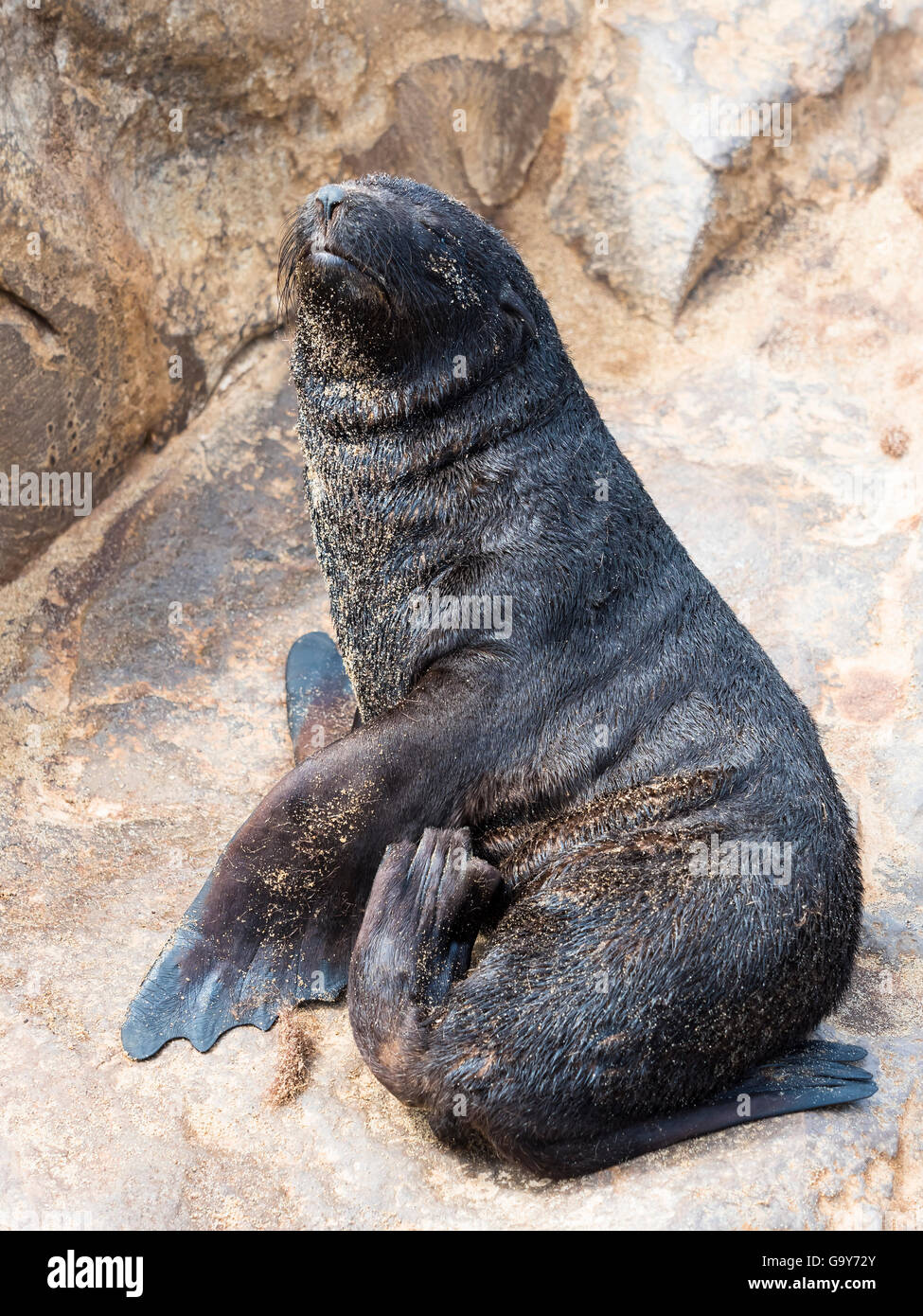 Seal Eyes Closed High Resolution Stock Photography and Images - Alamy