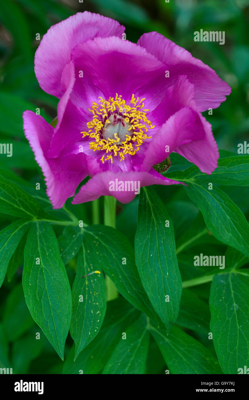 Peony (Paeonia), flower Stock Photo - Alamy