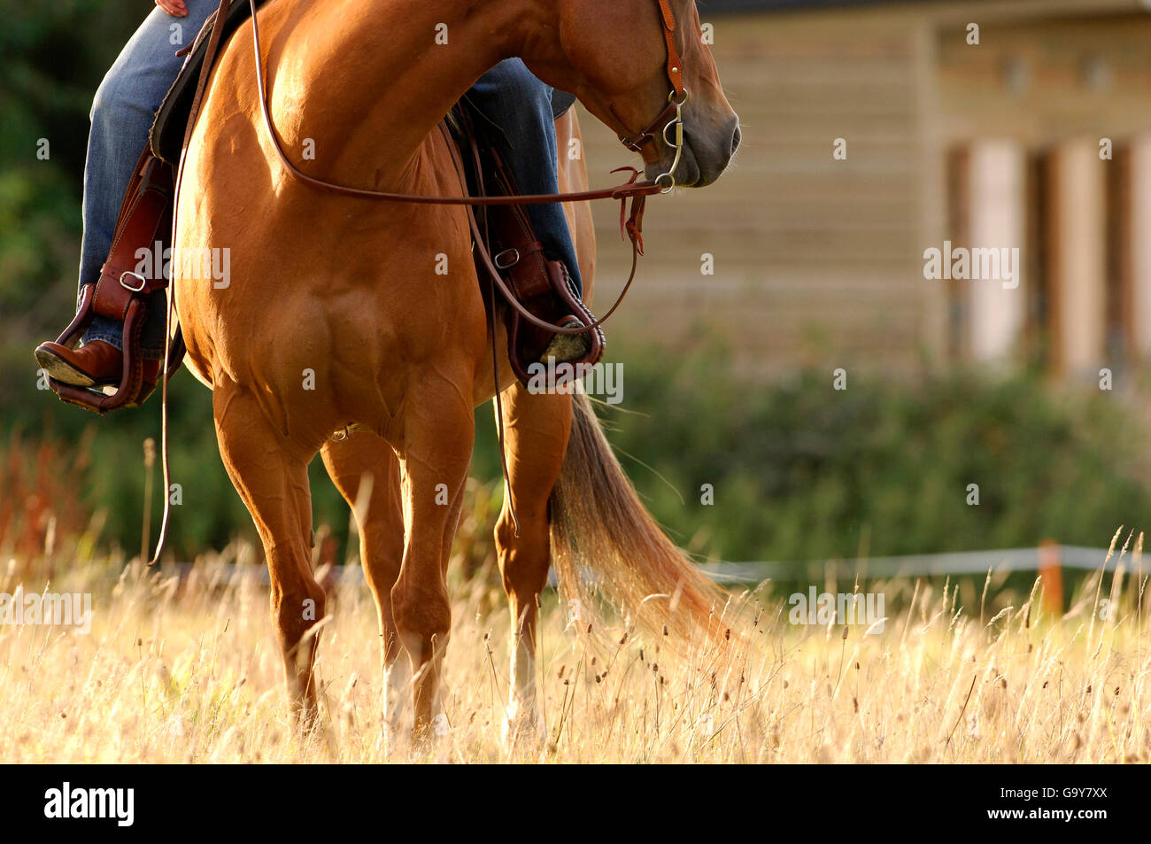 Cowboy boots in stirrups hi-res stock photography and images - Alamy