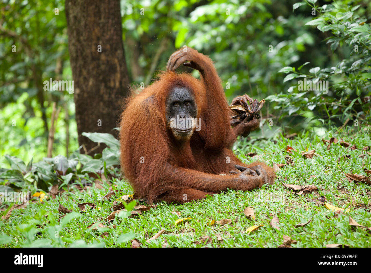 Sumatran orangutan (Pongo abelii) in the rain forests of Sumatra ...