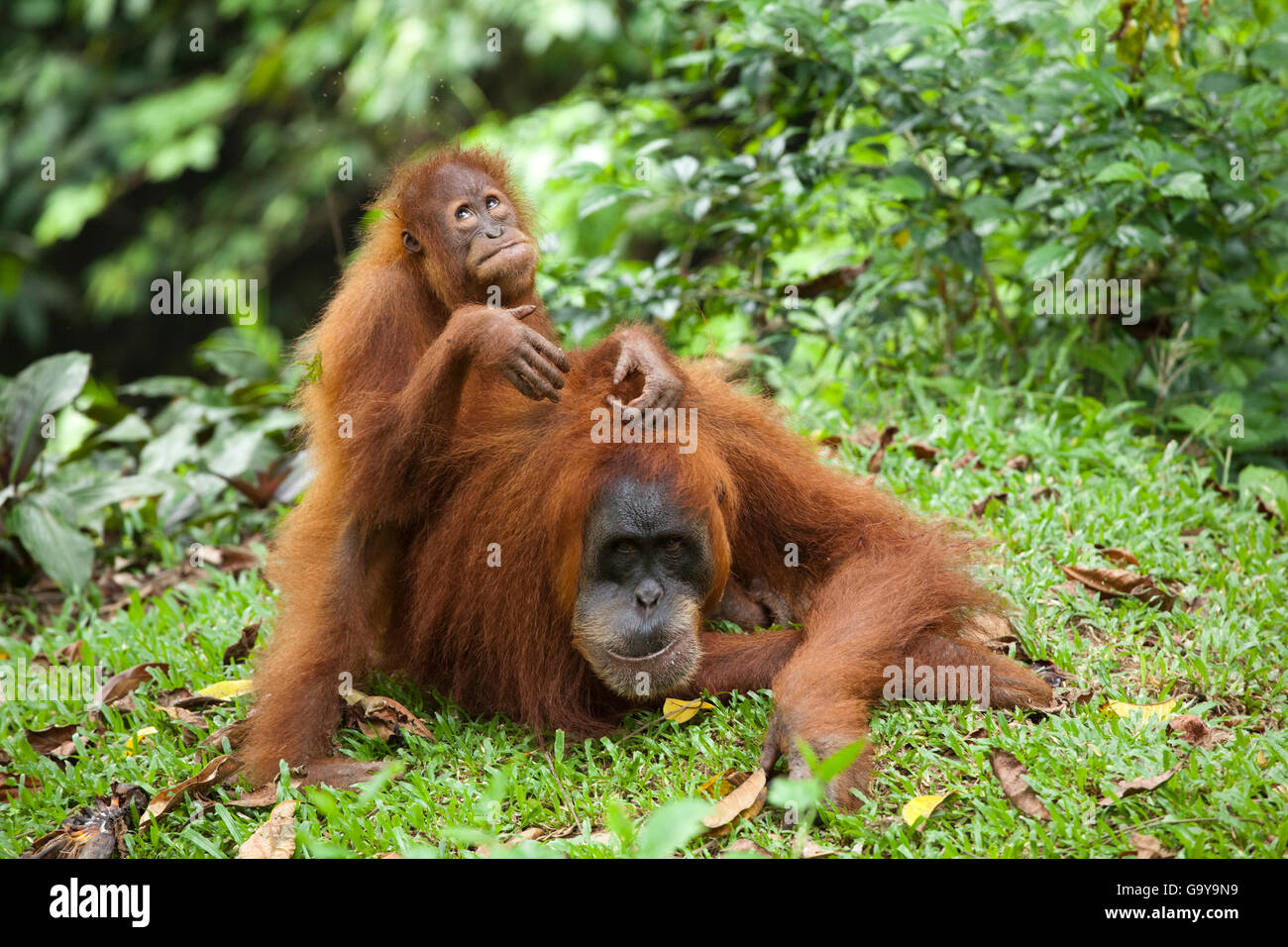 Sumatran orangutan (Pongo abelii) with young, in the rain forests of ...