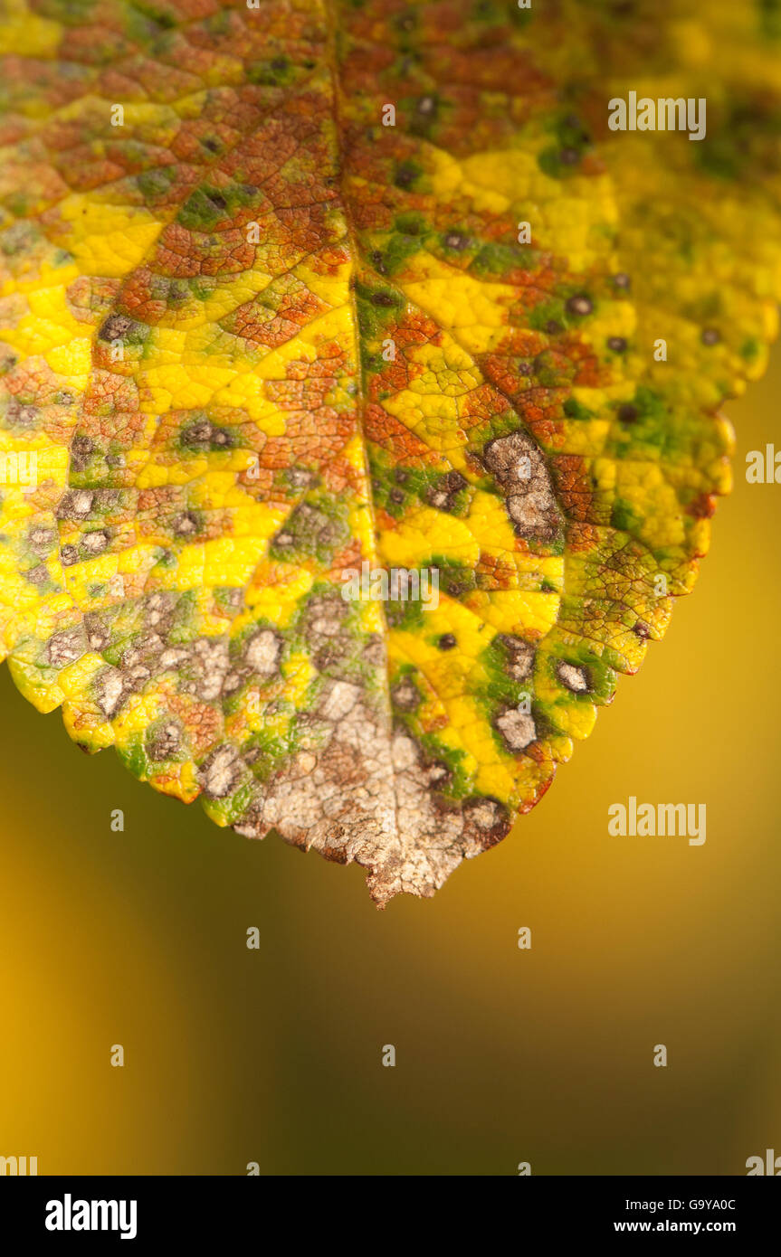 Red speckled leaf edge hi-res stock photography and images - Alamy