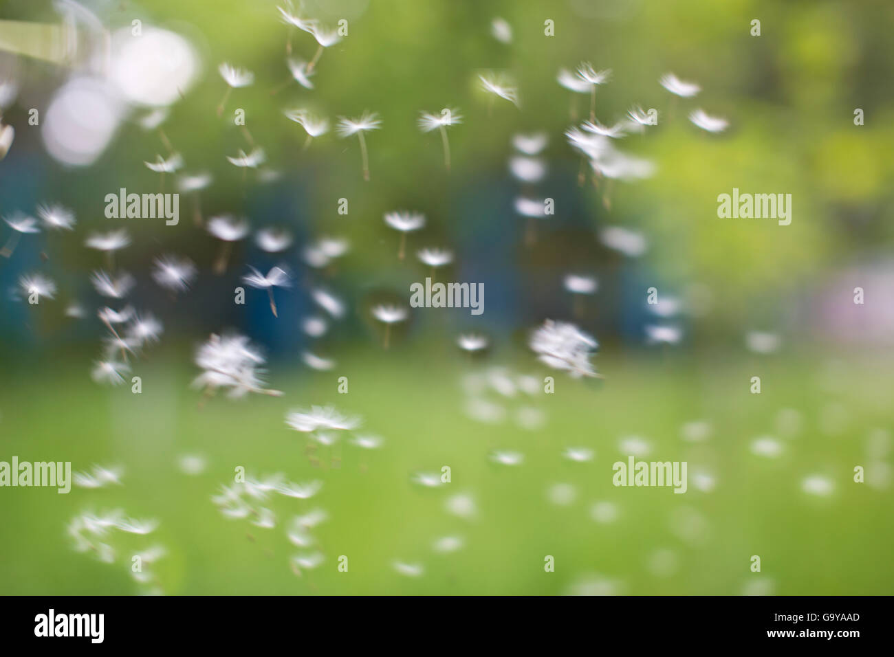 Beautiful dandelion flower seed hi-res stock photography and images - Alamy