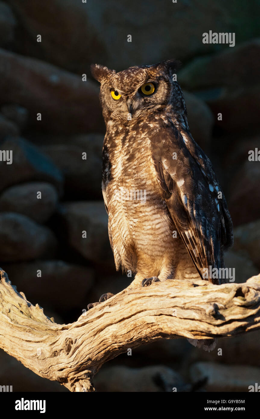 Spotted Eagle Owl (Bubo africanus), captive, Hoedspruit Endangered ...
