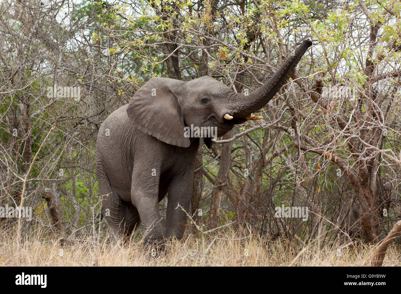 Elephant stretched out trunk hi-res stock photography and images - Alamy