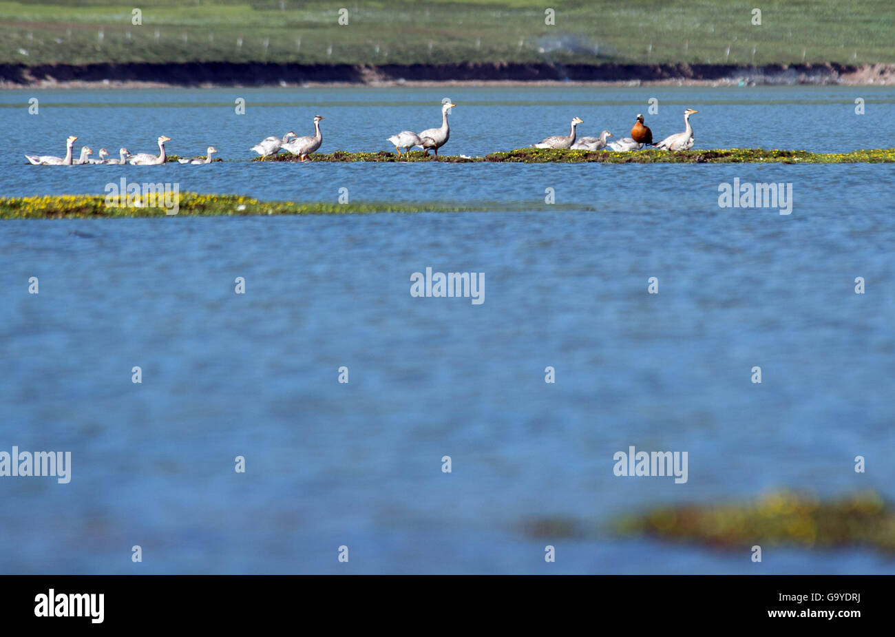 Shiqu, China's Sichuan Province. 1st July, 2016. A flock of bar-headed ...