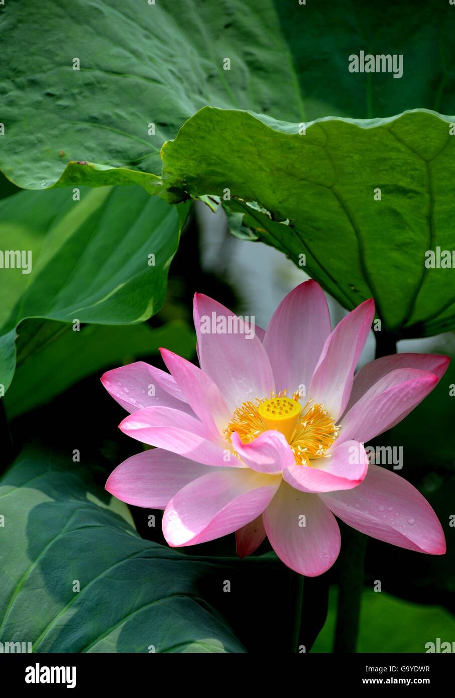 Jinan, China's Shandong Province. 2nd July, 2016. A lotus flower blooms ...